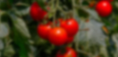 ColorFlex L2 Tomato